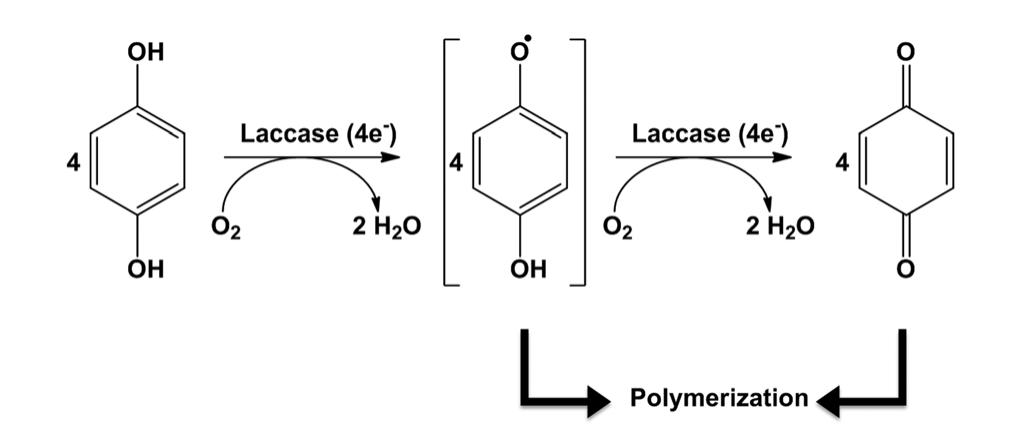 Figure 2 - from Ultrasound enhanced laccase applications