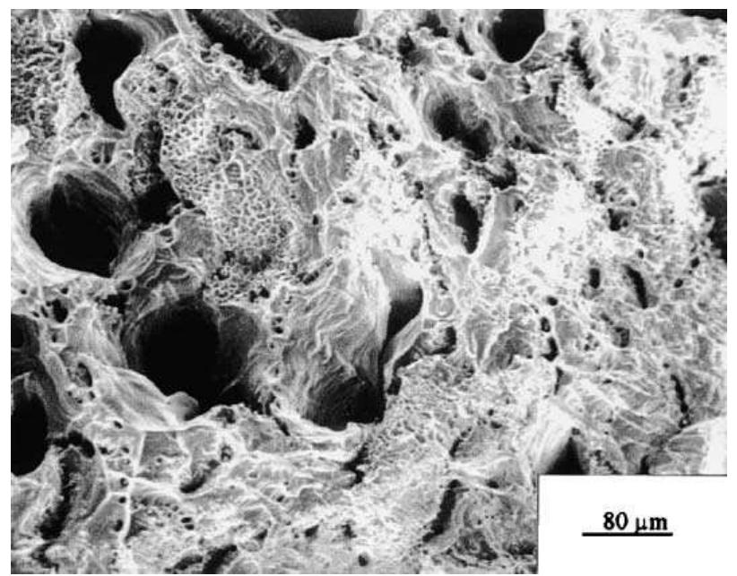 Scanning electron micrograph of the fracture surface of