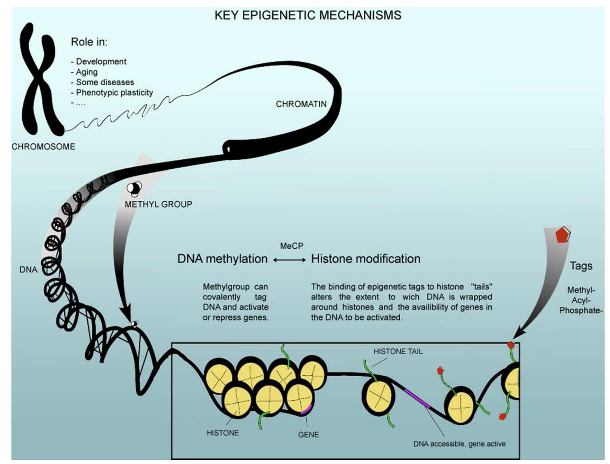 Schematic overview of epigenetic chromatin remodeling by dna