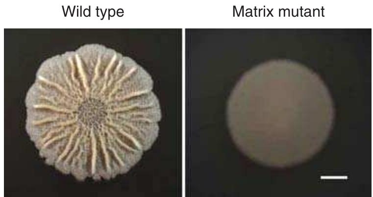 Colony morphology of b. subtilis strain 3610 wild type and