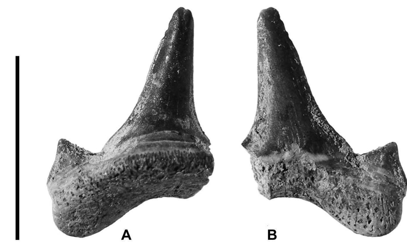 Mpm-pv 3268. lamniform tooth in (a) lingual, and (b) labial