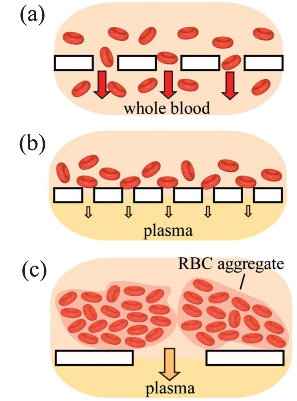 Schematic illustration of the use of red blood cell (rbc)
