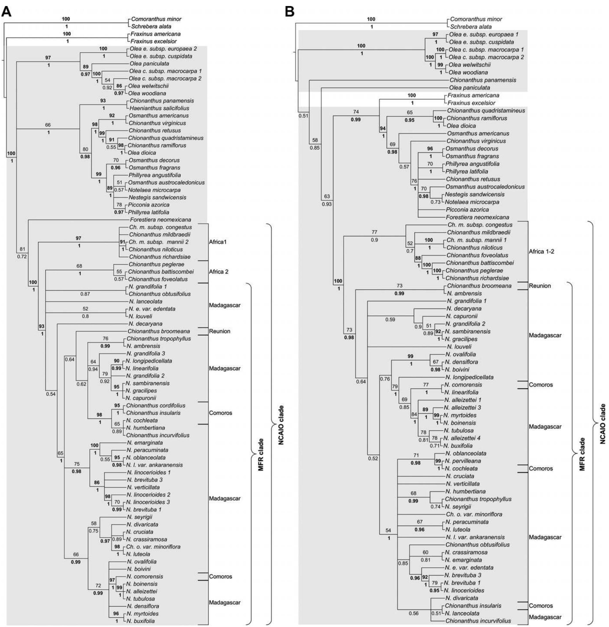 (PDF) Intricate patterns of phylogenetic relationships in the olive ...