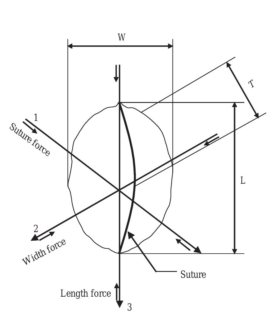 Schematic drawing of orthogonal axes designated for walnut