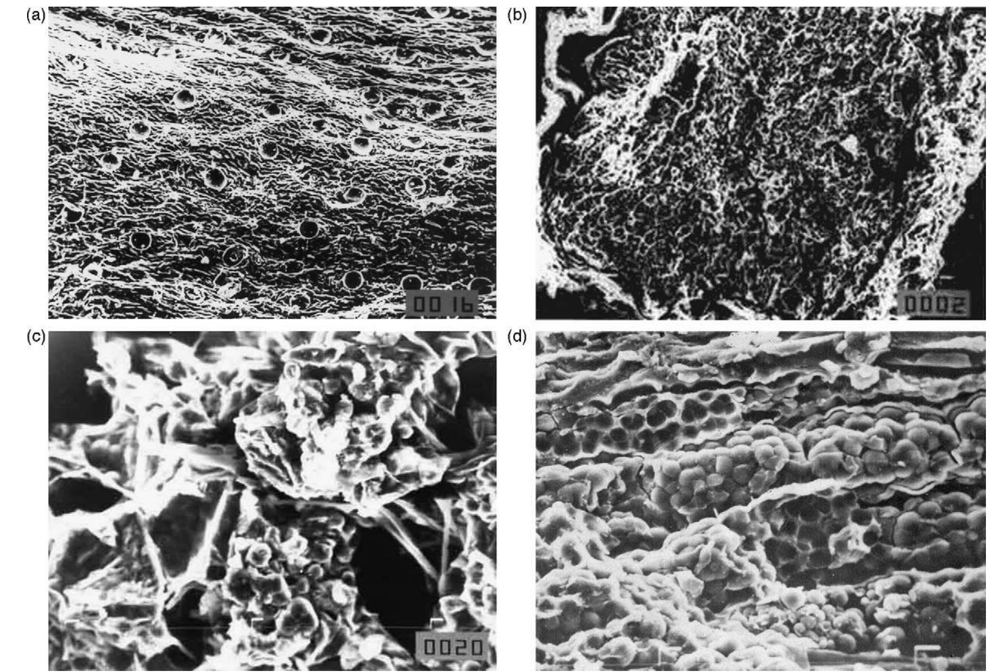 Sem images of plant material: (a) peltate glands on the