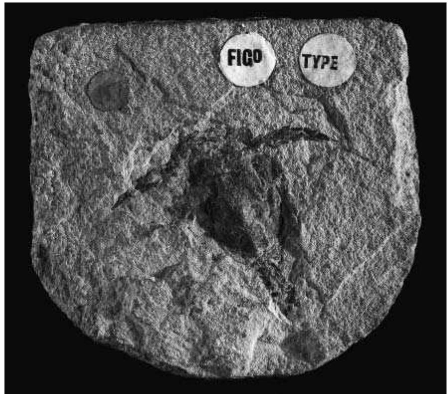 Figure 5 - from Hugh Miller: fossils, landscape and literary