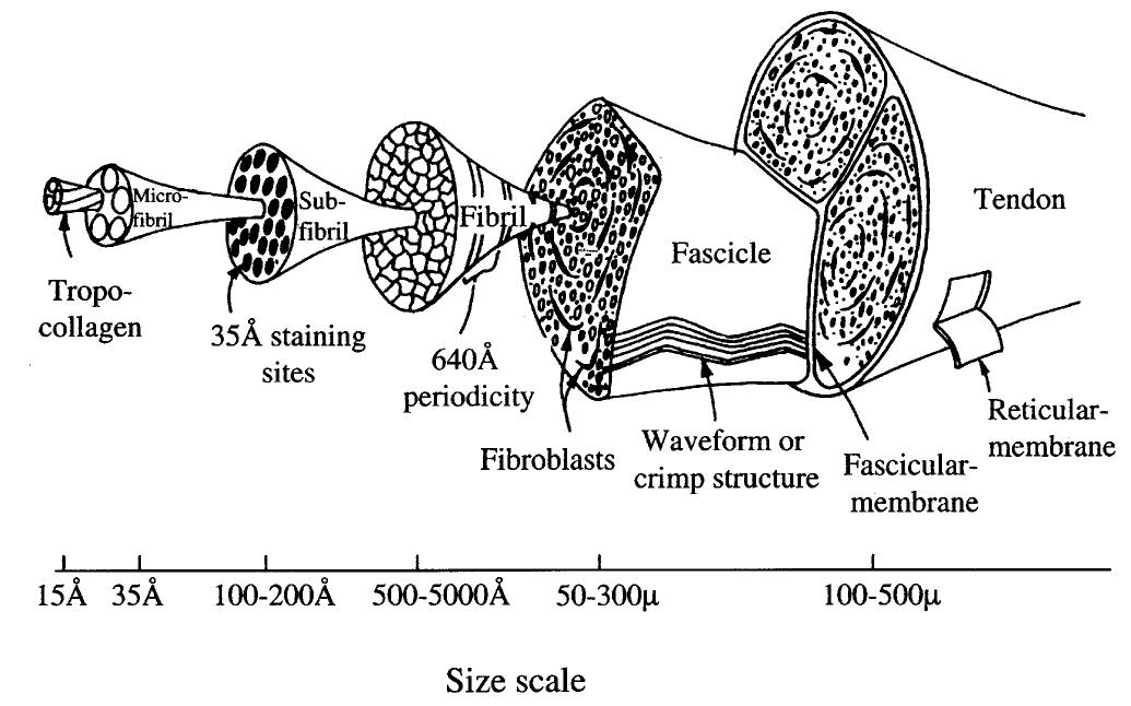 Hierarchy of the structure of a tendon adapted from kastelic