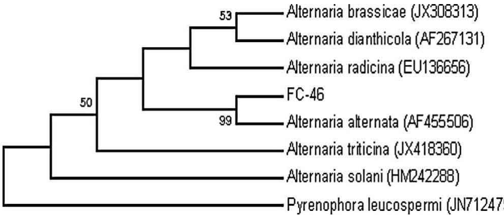 Figure 2 - from Capsaicin production by Alternaria