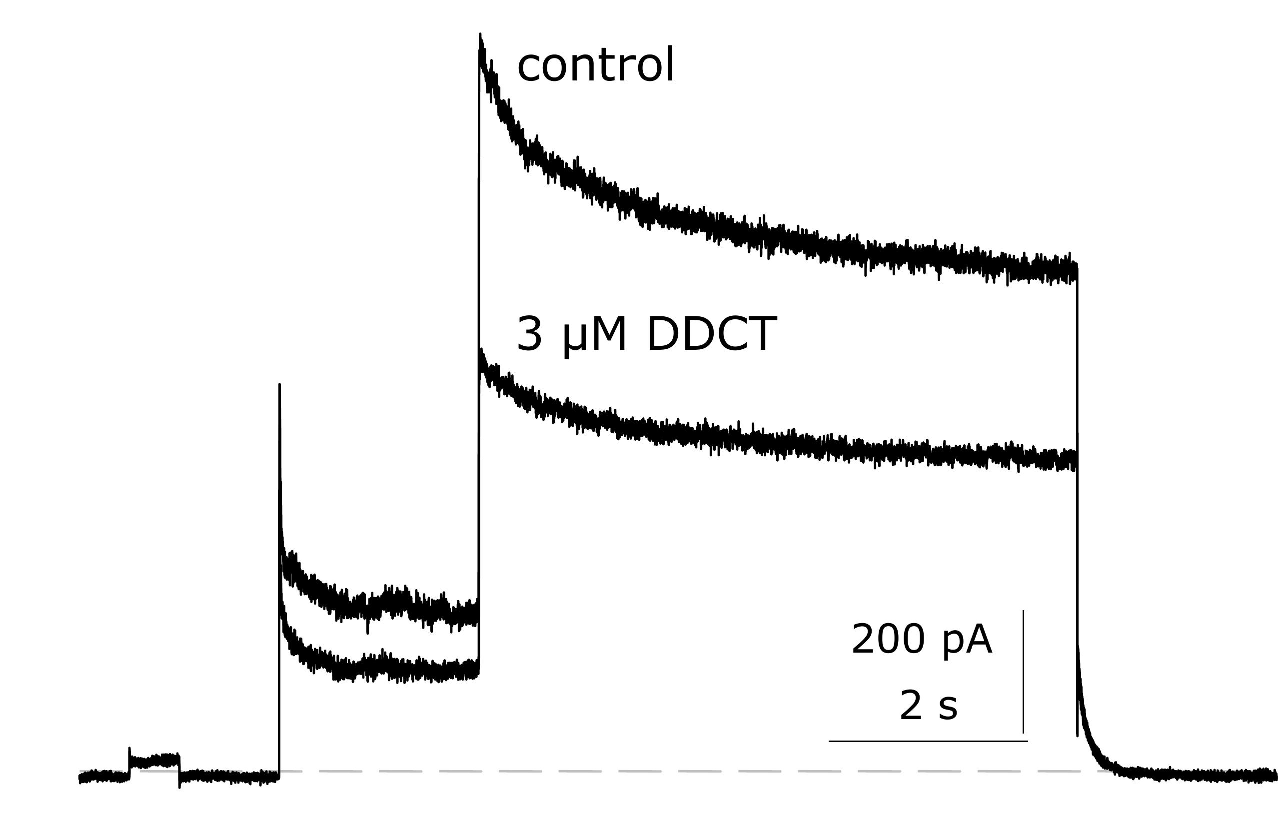 Effect of ddct on the membrane k* current (i,,) in