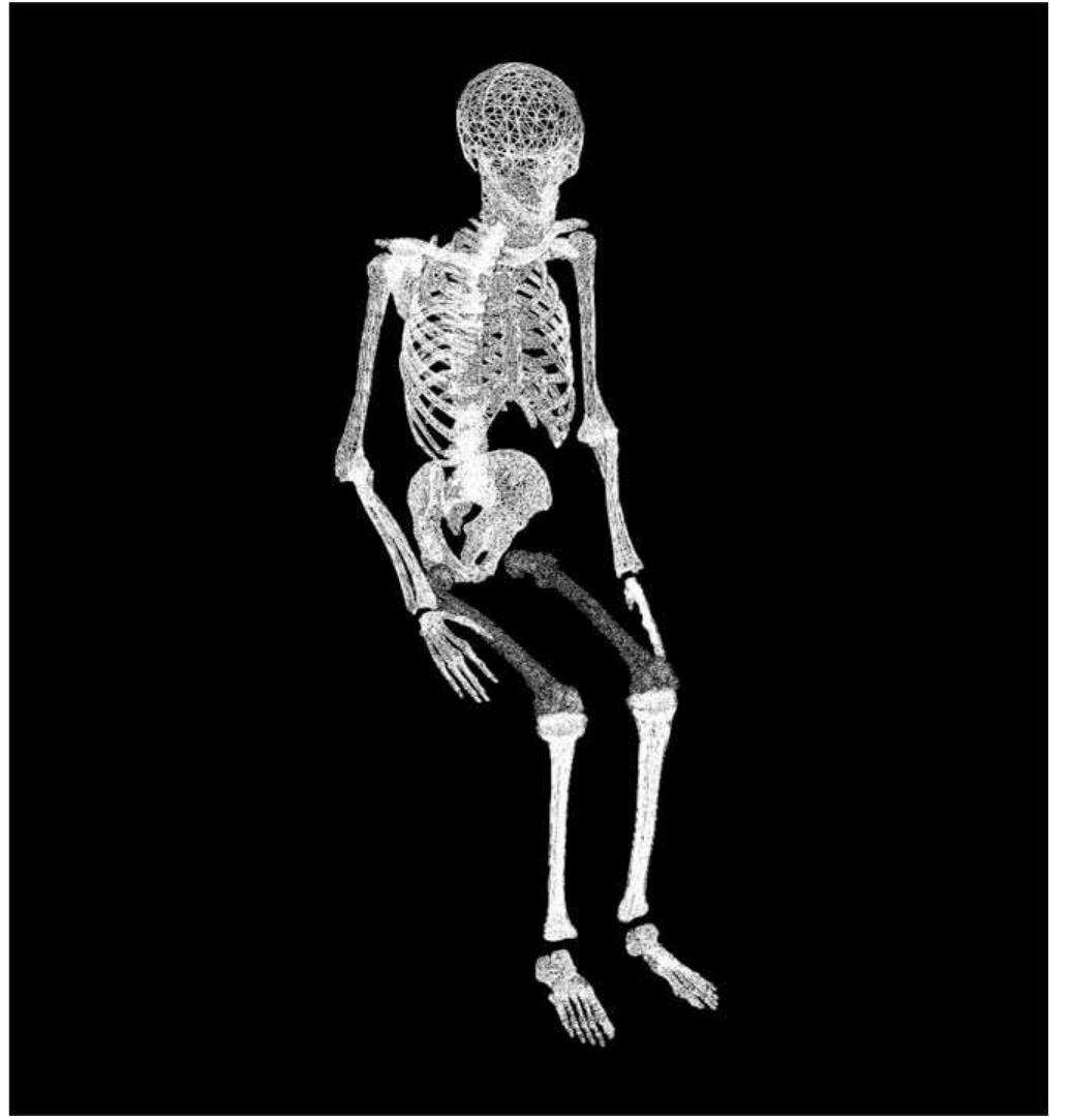 Finite element model for the skeletal portion of the seated