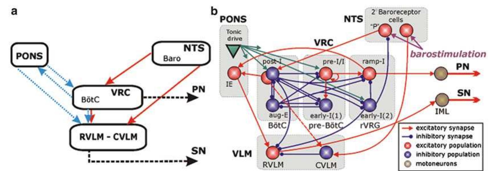 Baroreflex models, fig. 6 (a) conceptual model of