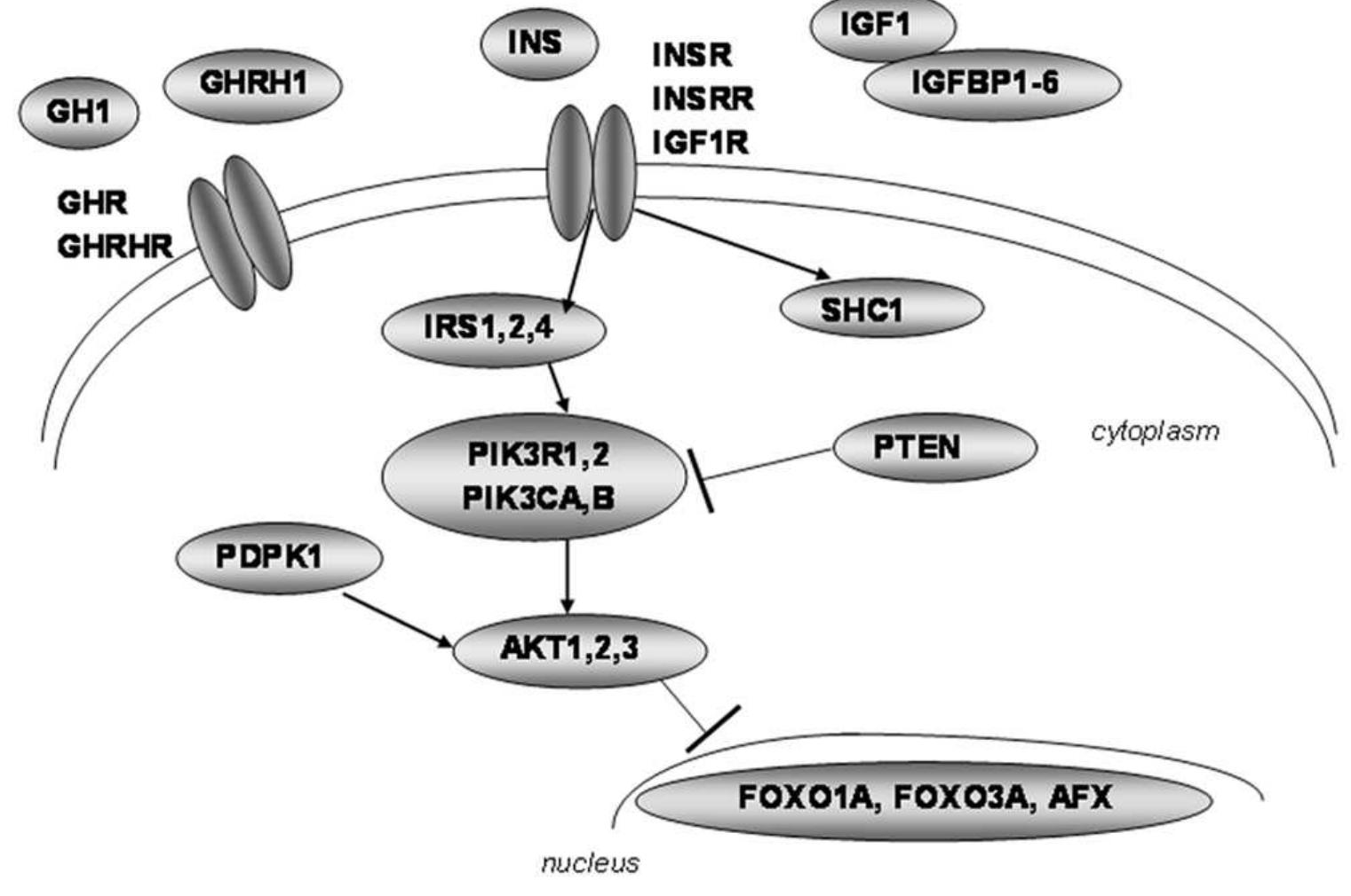 ‘igure 1. graphic of insulin/ig f1 signaling pathway showing