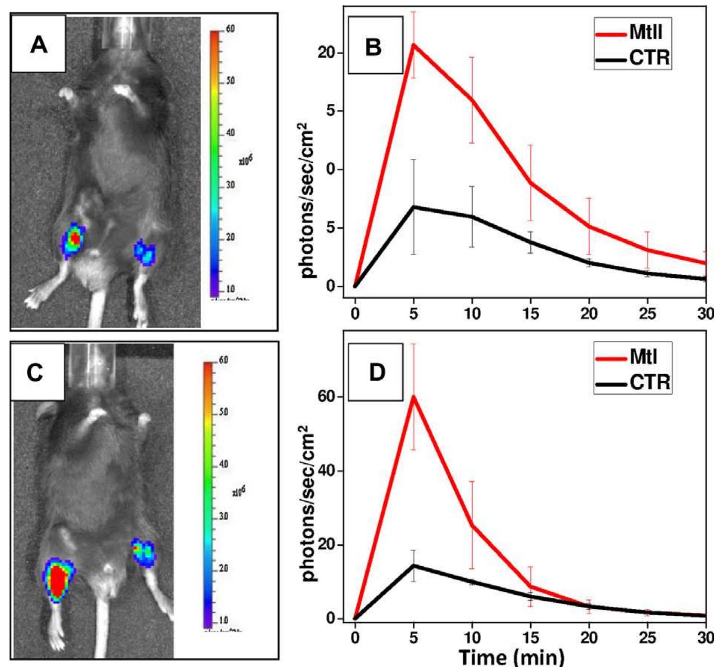 Imaging of the atp released after injection of b. asper