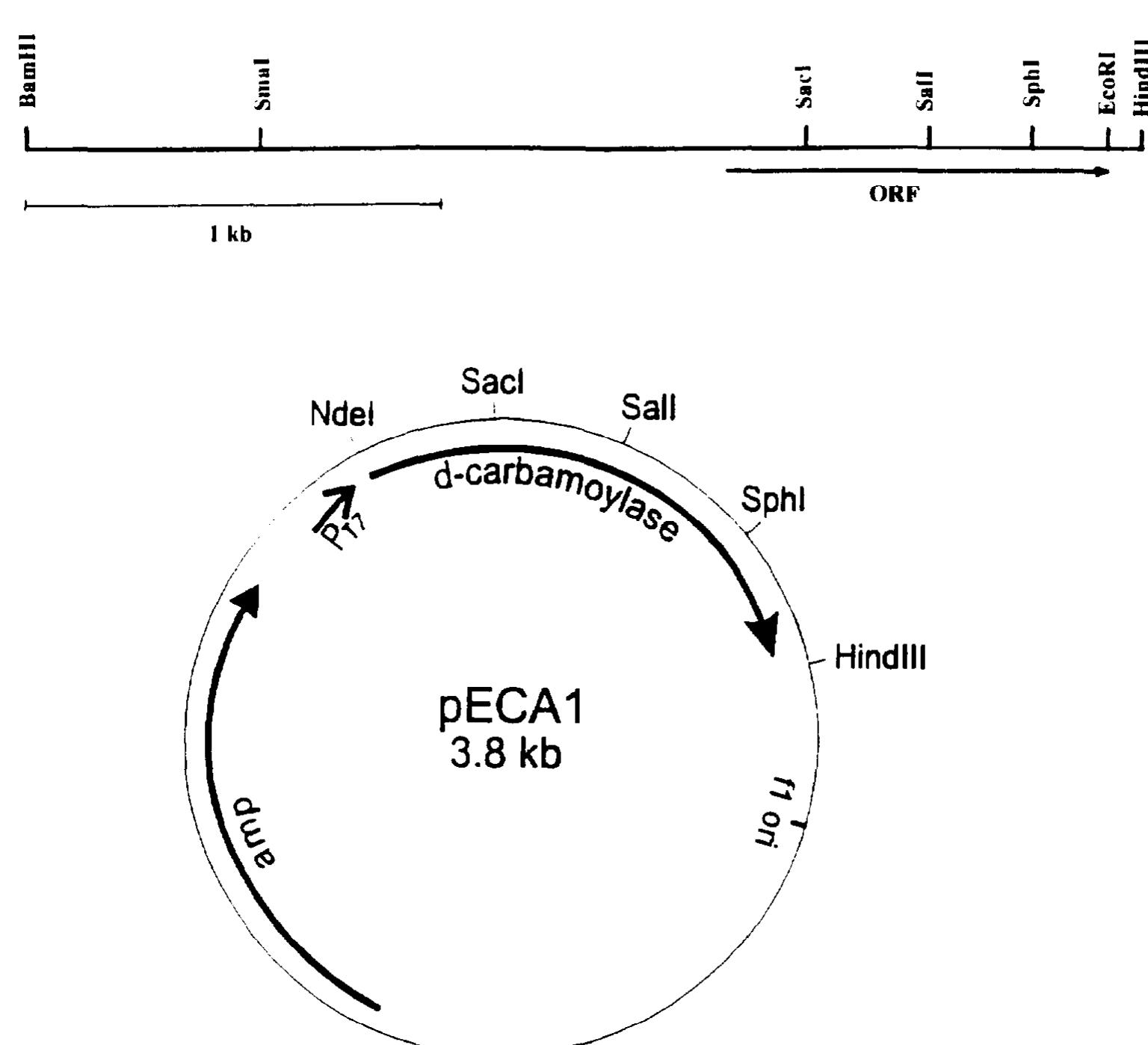 |. physical map of the cau4a gene from a. radiobacter and e.
