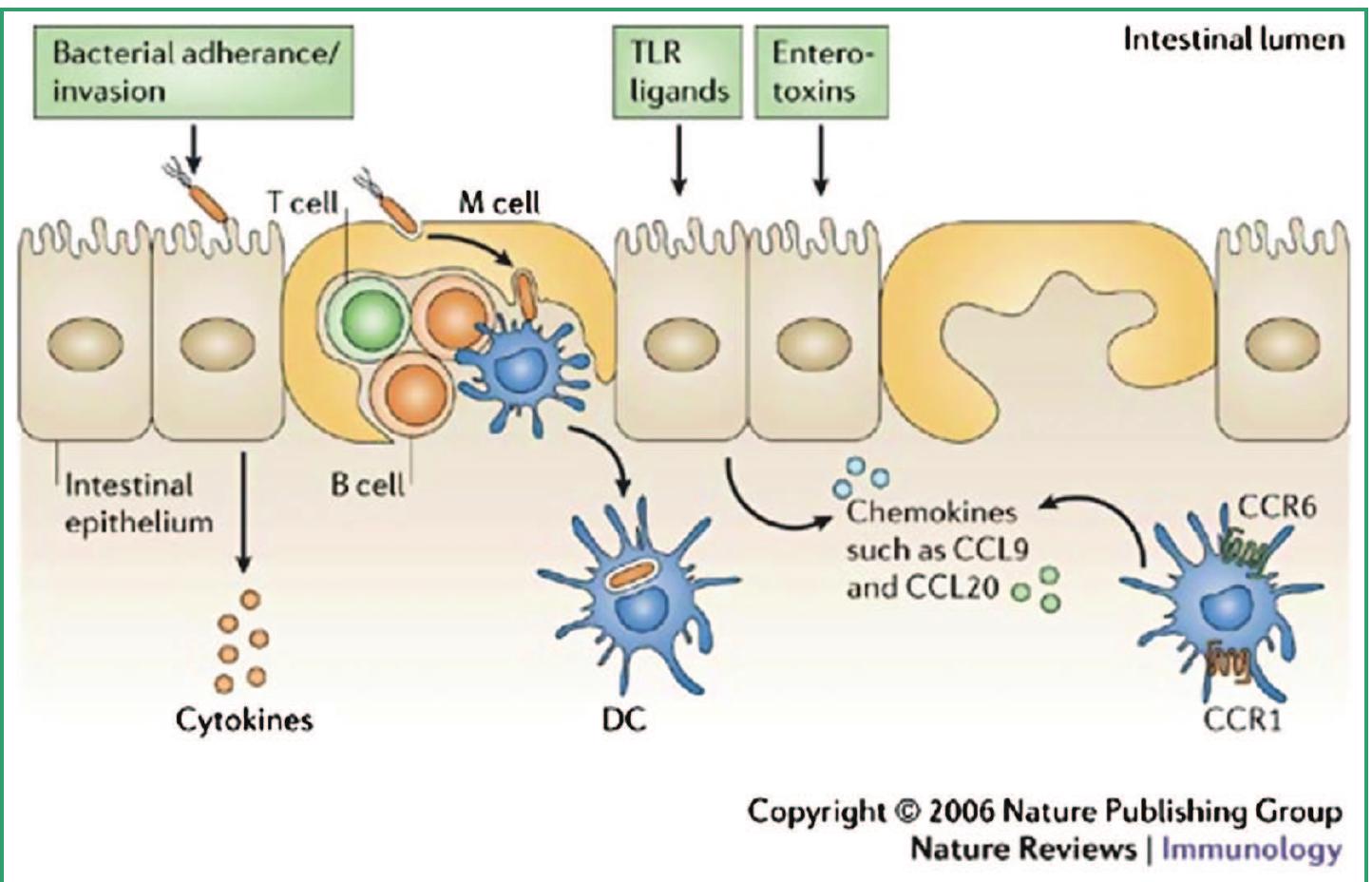 Transcytosis of bacteria through m cells from the intestinal