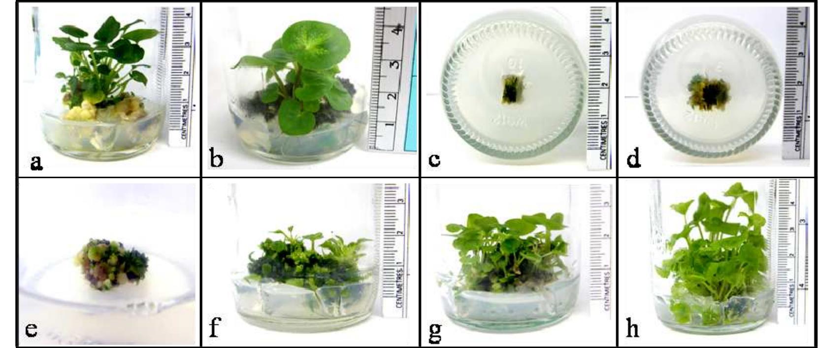 Thin-cell layer somatic hybridization from calli of c.