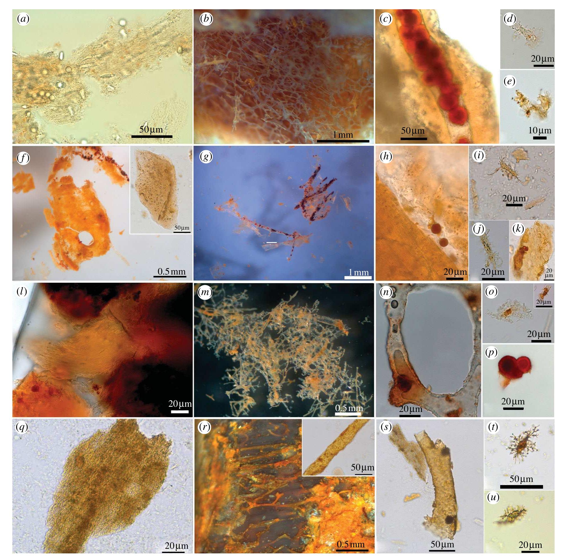 Soft tissue and cells from selected dinosaur specimens. (mor