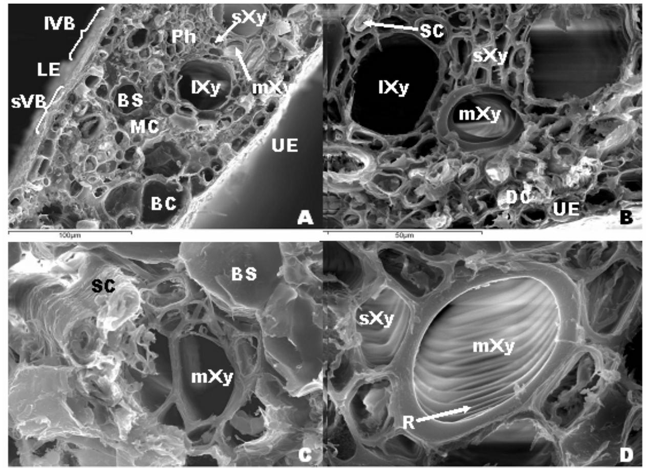 Sem micrographs of cross-section of sugarcane leaves. (a):