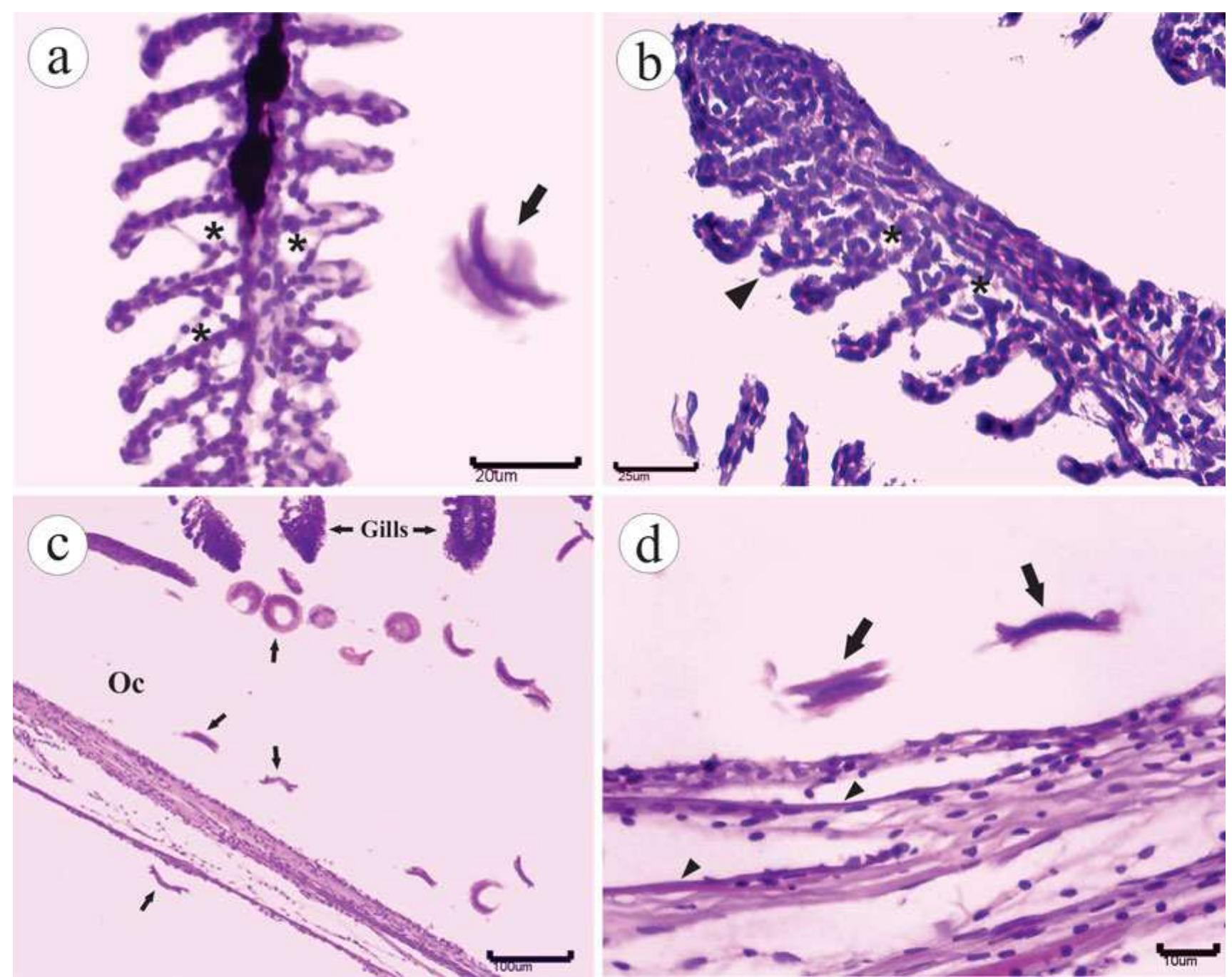Histological sections of prochilodus lineatus larvae highly