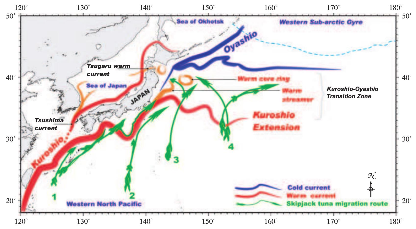 Schematic illustration of the northern migration of skipjack