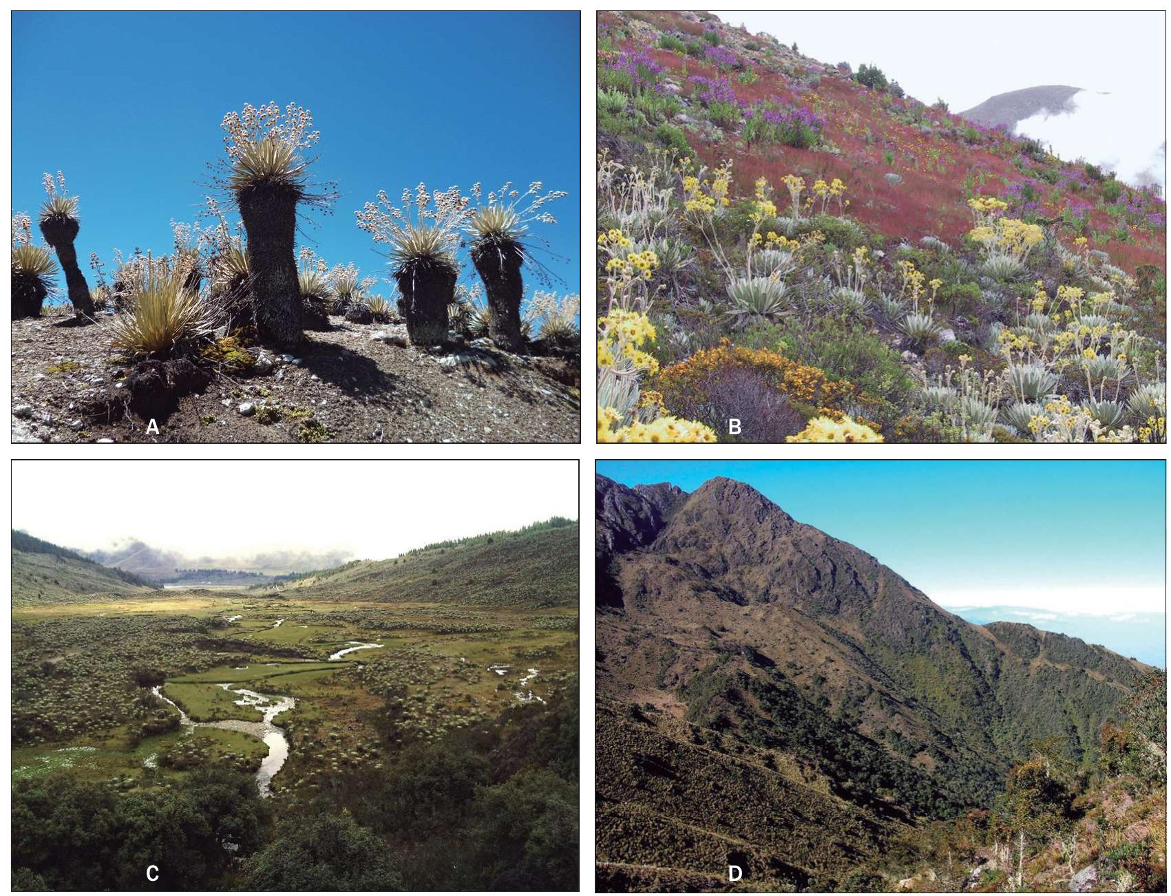 Ura 3. paisajes parameros en la cordillera de mérida,