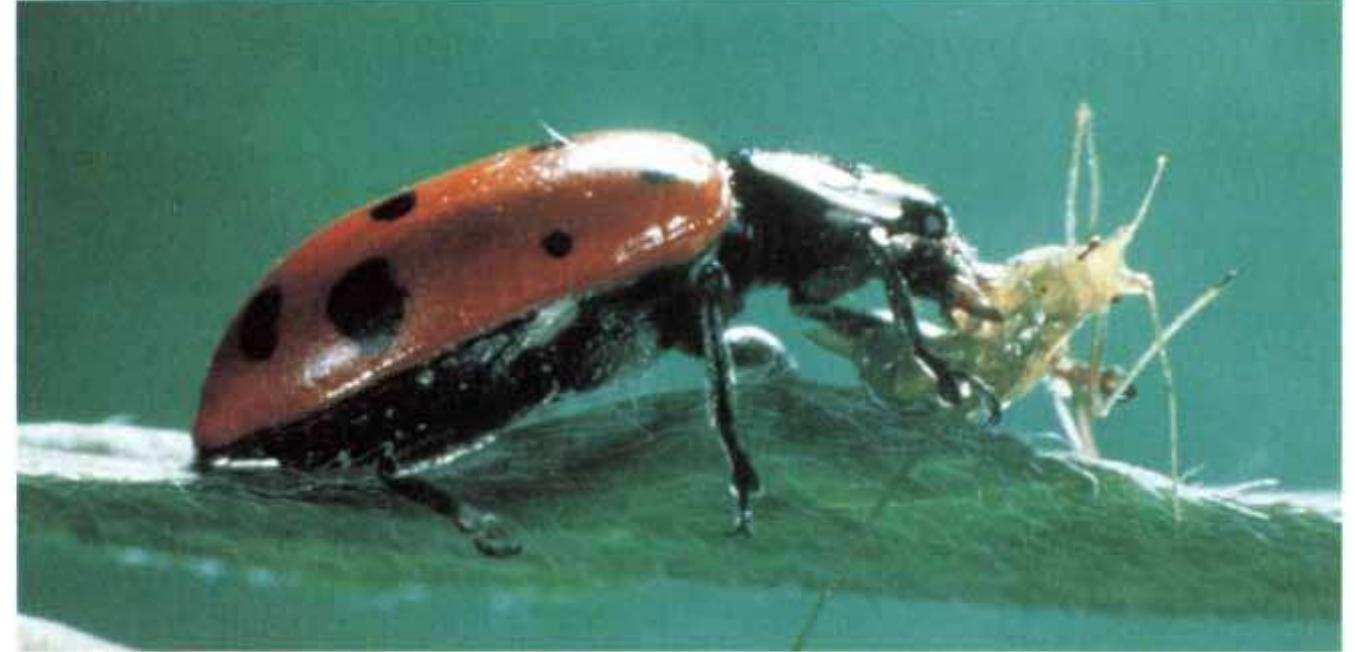 Ladybug beetles are natural predators of pea aphids (above)