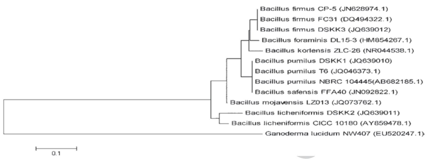 4 phylogenetic tree using mega 5 software of the bacterial