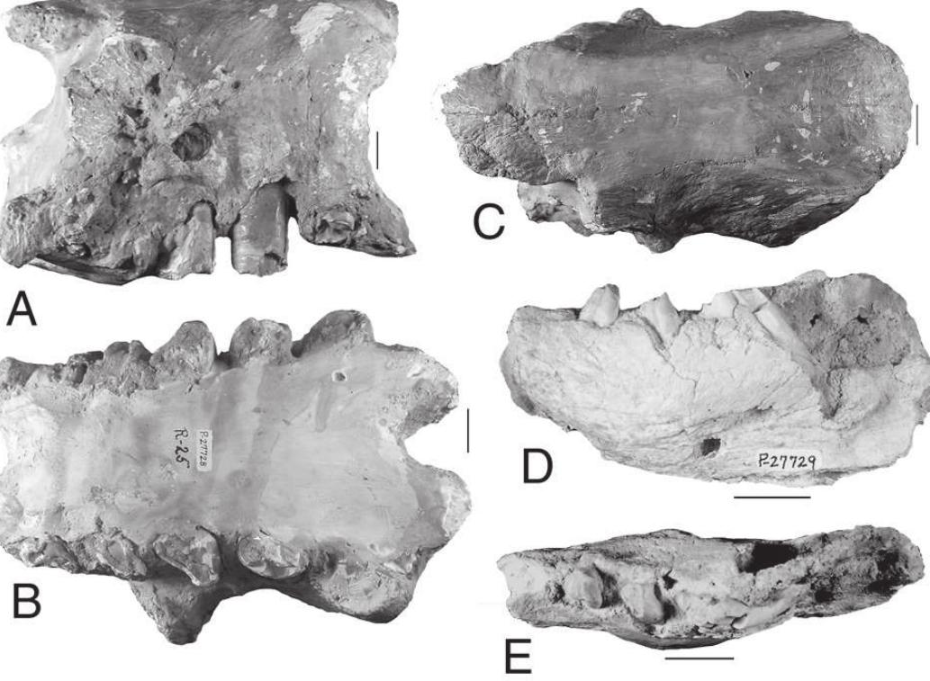 Paramylodon harlani from the pleistocene jal fauna, lea