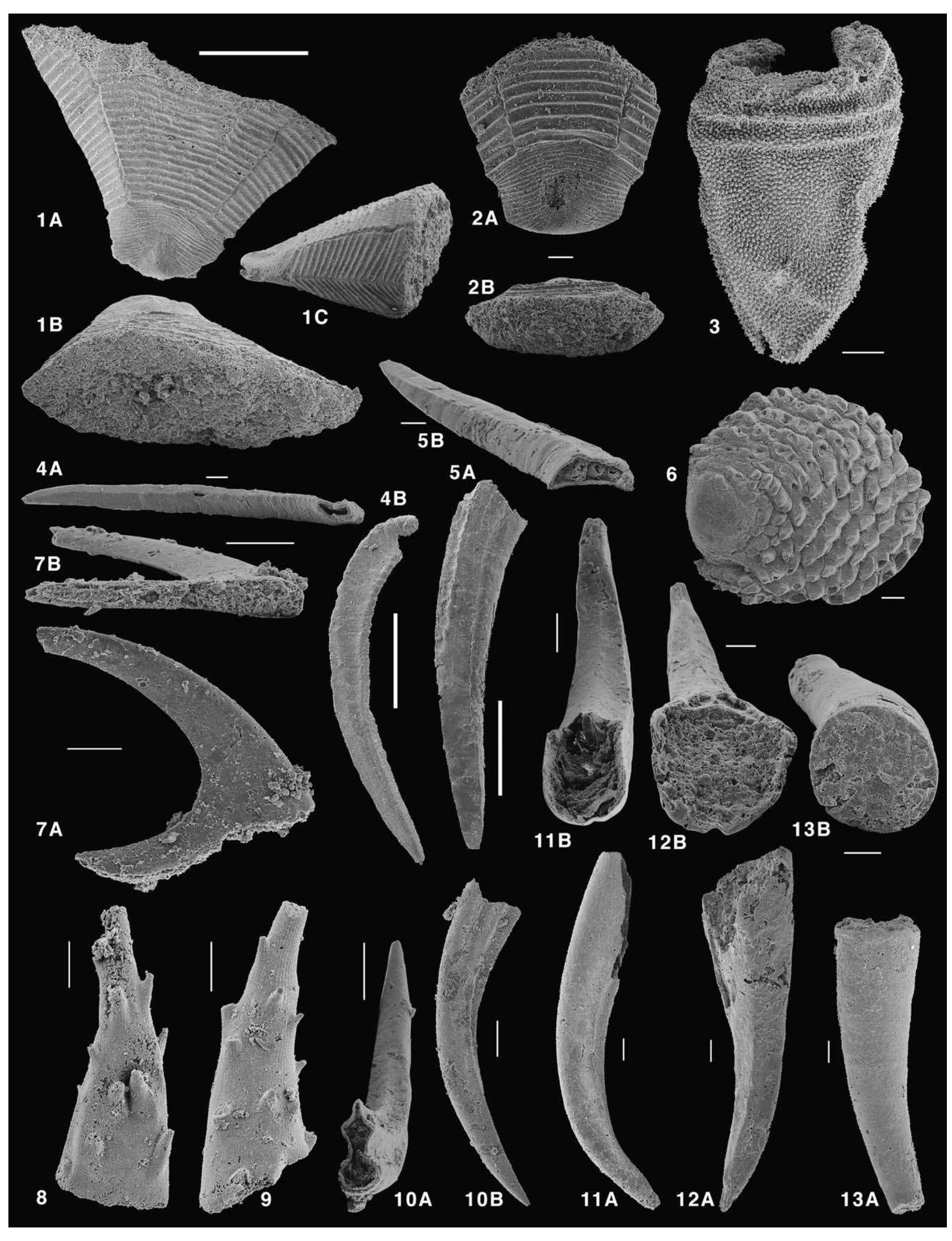 Figure 8 - Lower Cambrian small shelly fossils of northern