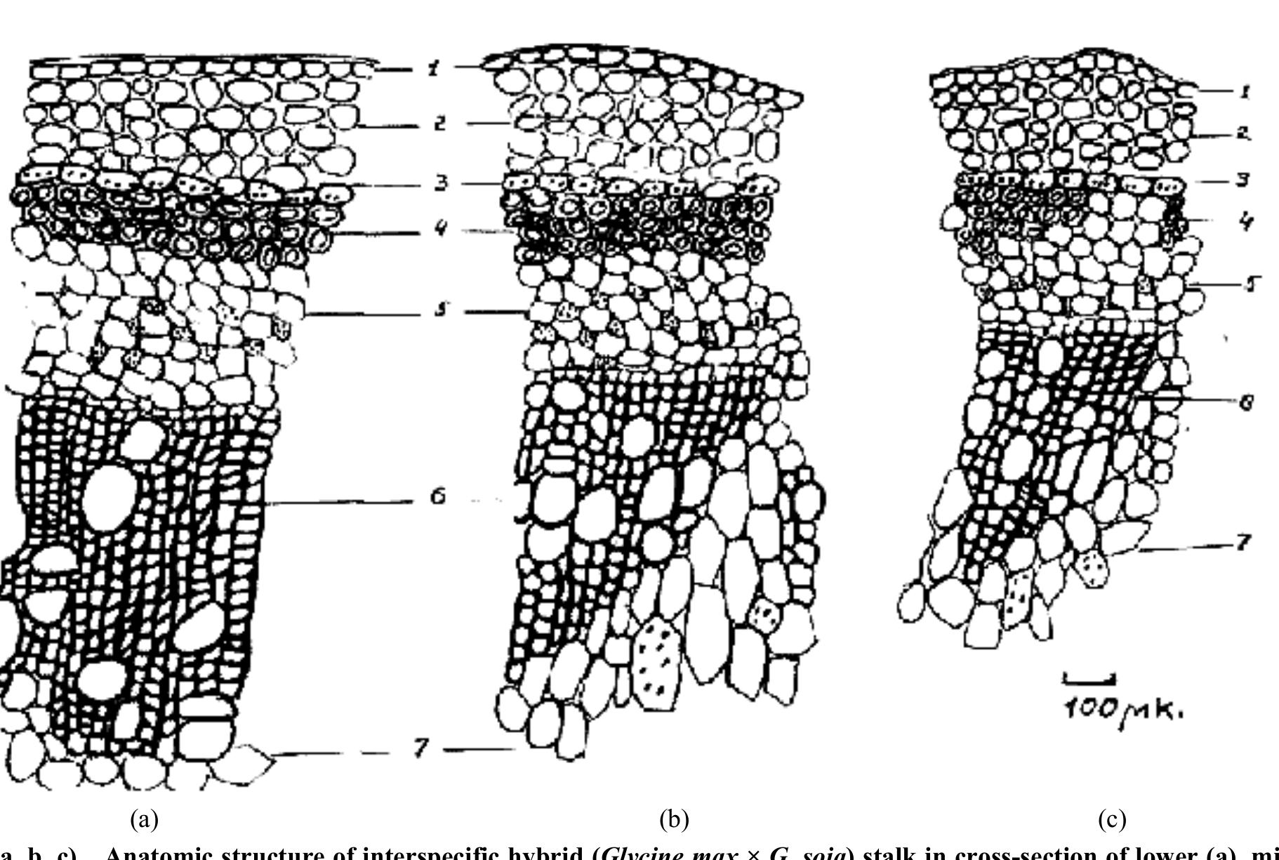 Inheritance of the anatomy—morphological structure of the