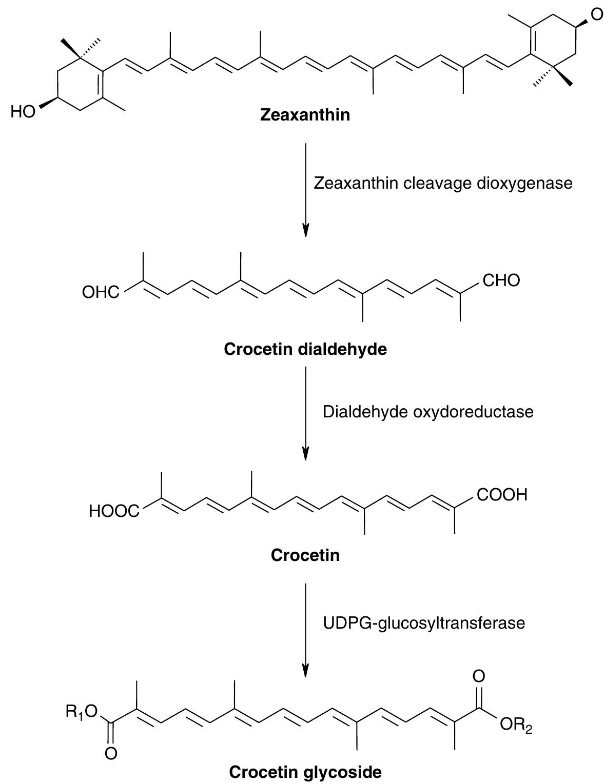 5 formation of crocin. adapted from bouvier et al. (2003b)