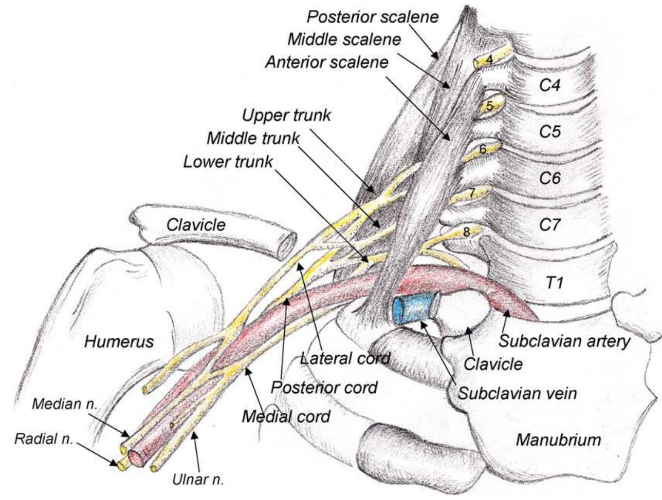 Schematic drawing of the normal right brachial plexus.