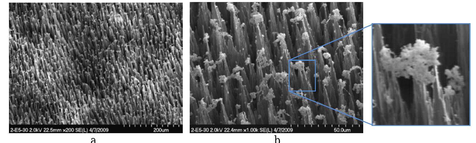 ). fesem images showing the erosion morphology of the