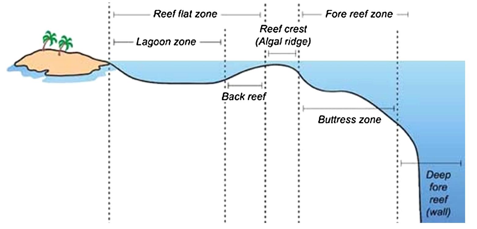 Figure 4 - from Lessons from a Coral Reef: Biomimicry for