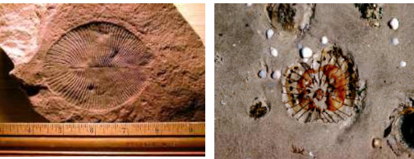 The first vertebrate animals which were able to cope with