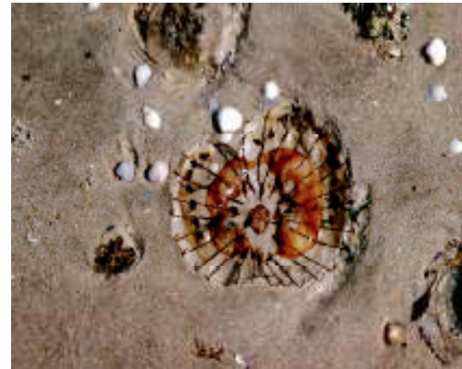 Figure 2 - Gravitational Zoology: How Animals Use and Cope