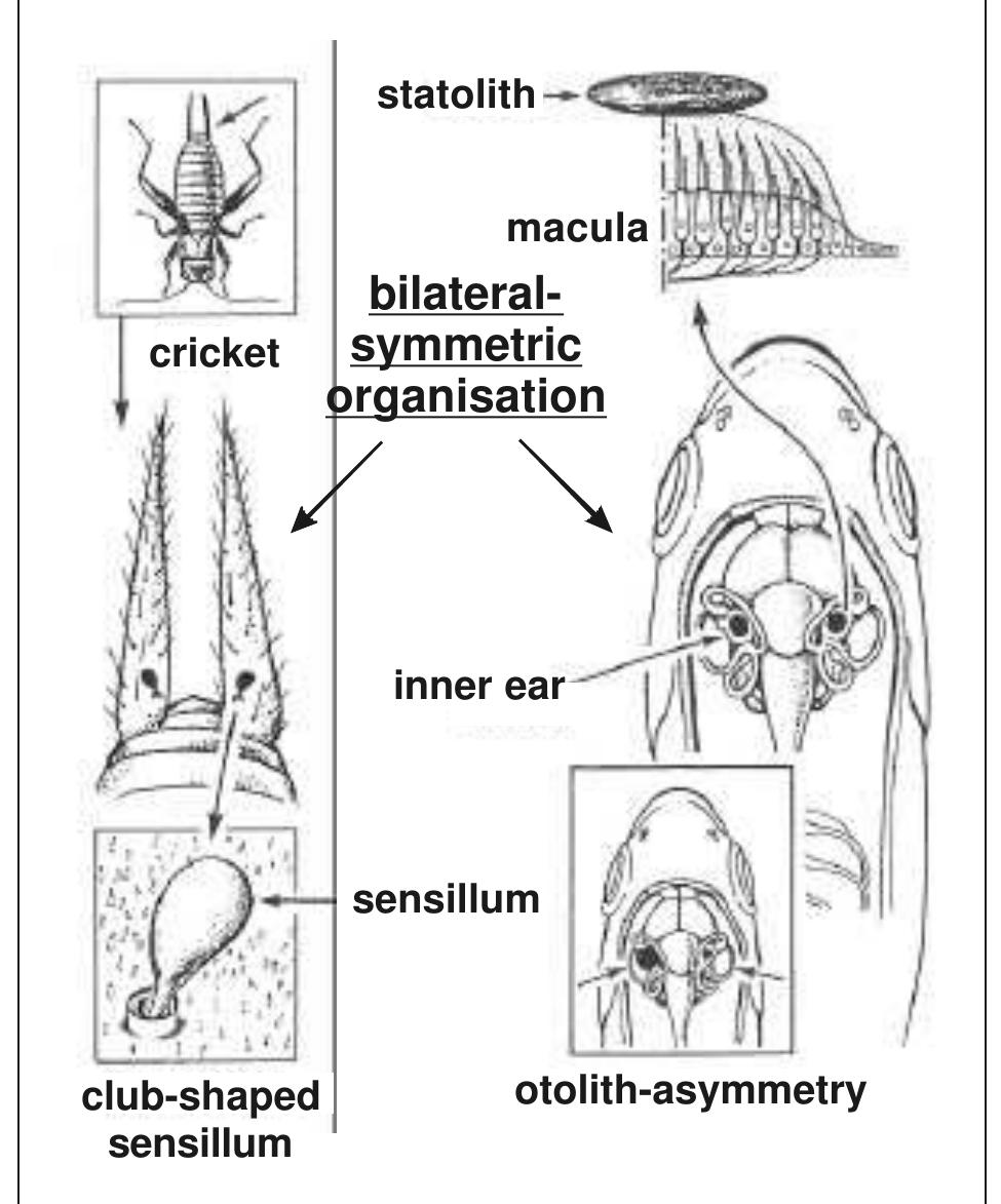 7 bilaterally organized animals (one axis of symmetry)