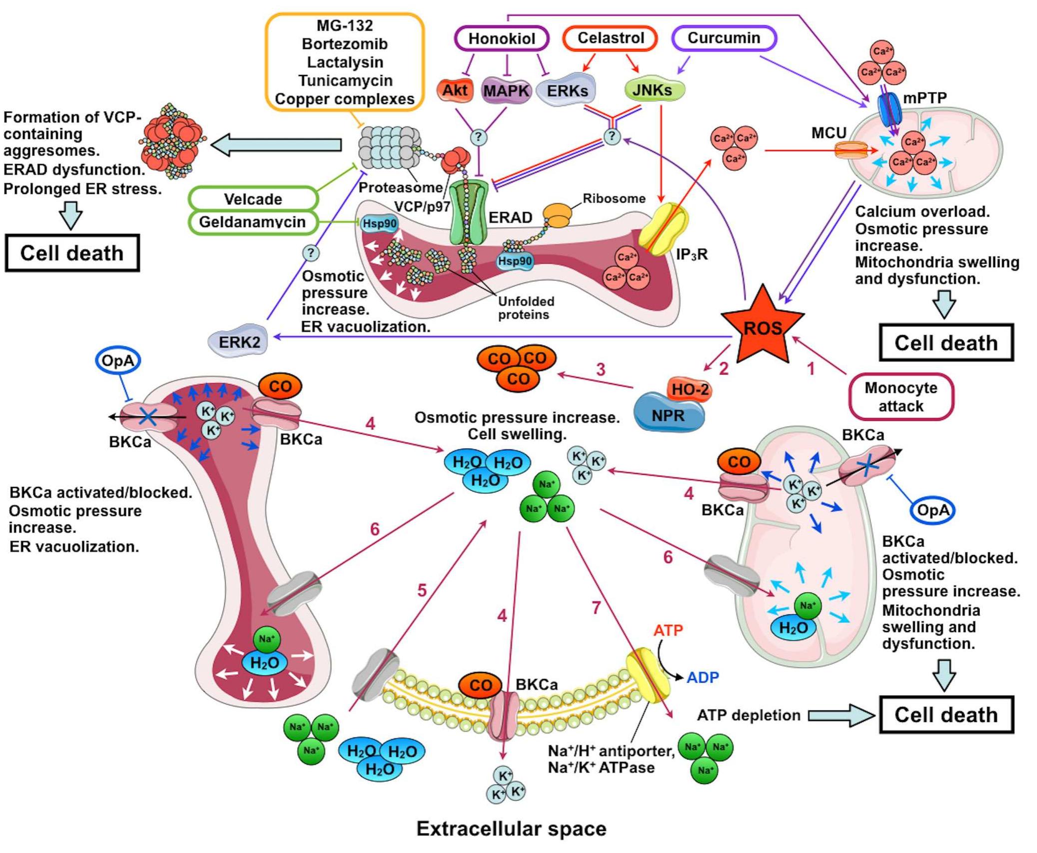 Figure 2 - from Cytoplasmic vacuolization in cell death and