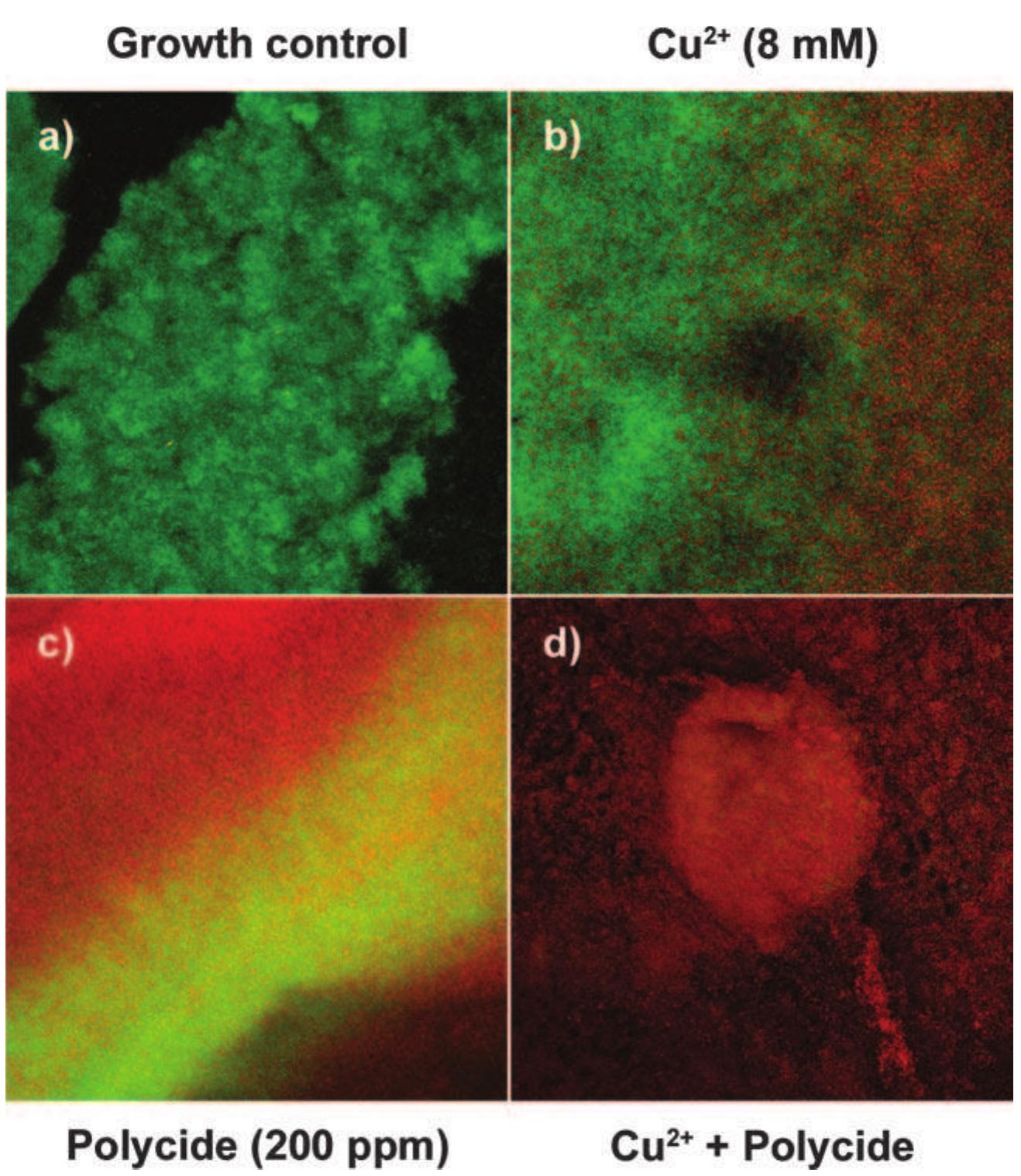 Live/dead baclight staining of p. aeruginosa atcc 27853