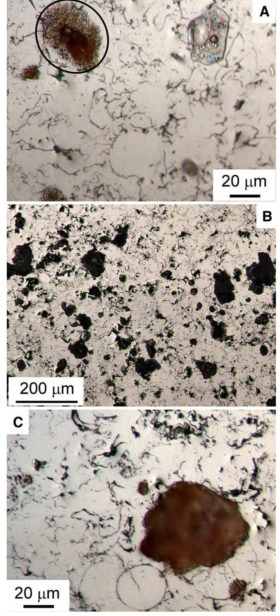 Optical micrographs of the surfaces of heat-treated co800
