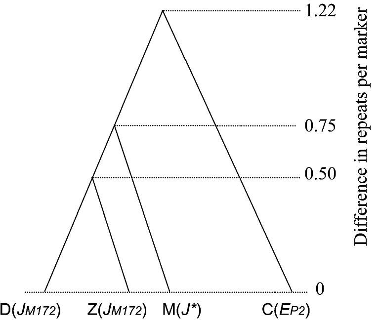 The origin tree of samaritan male lineages based on 12 strs.