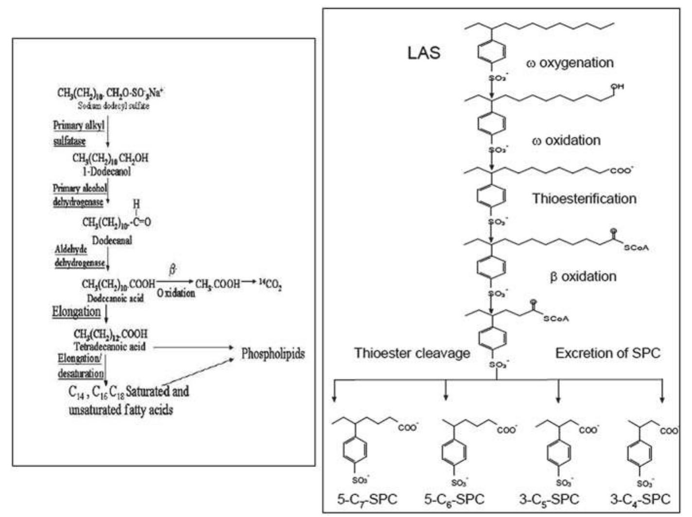 7 pathway of sodium dodecyl sulfate (sds) and linear alkyl