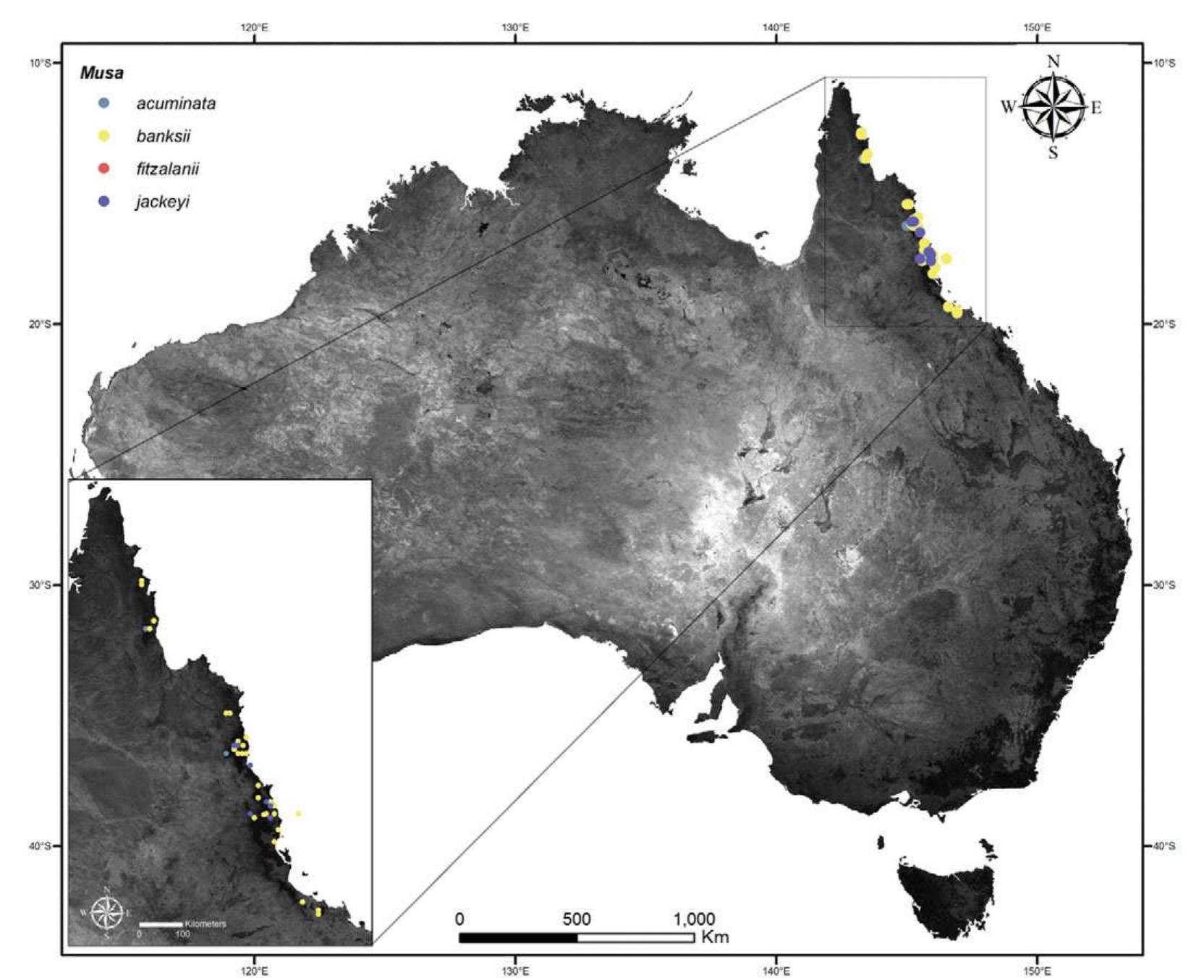 A. australian herbaria records: bananas (musa spp.).