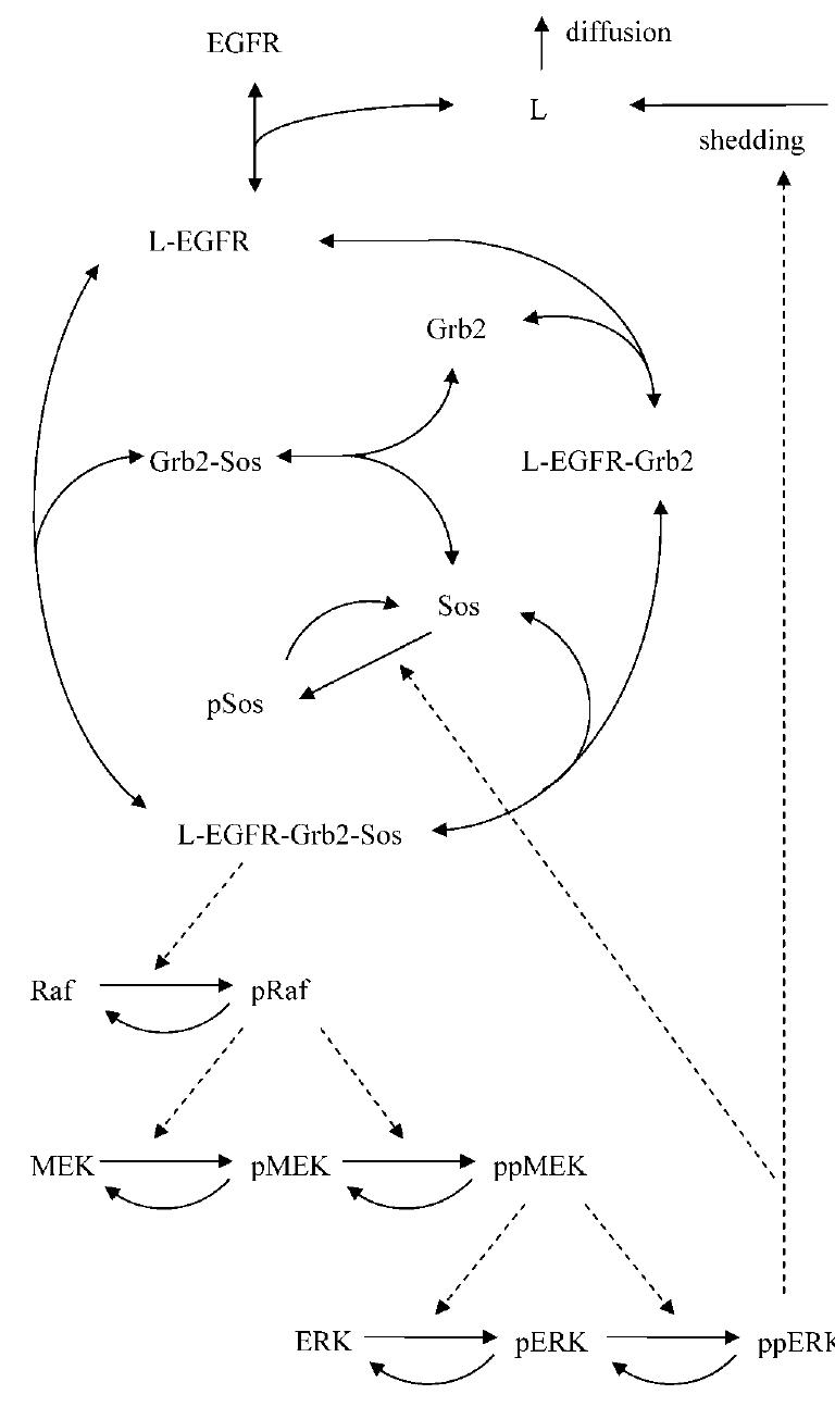 Components of the autocrine egfr signaling system and their