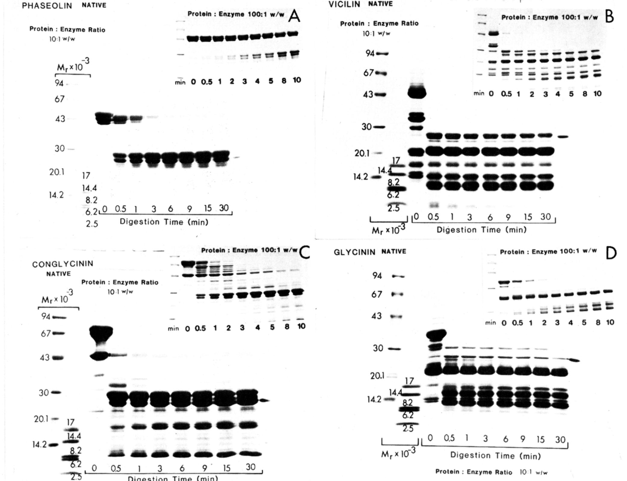 Sds-page patterns of native legume storage proteins