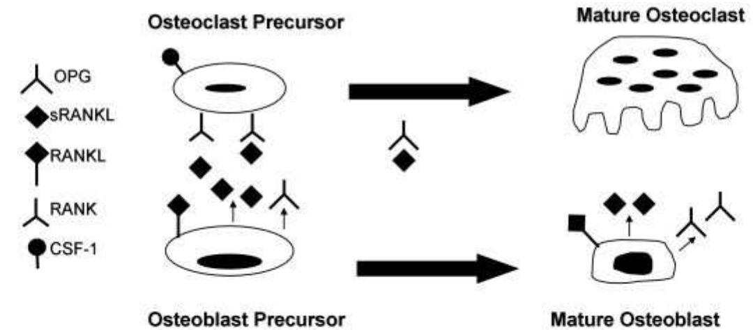 Regulation of osteoclastogenesis by receptor activator of