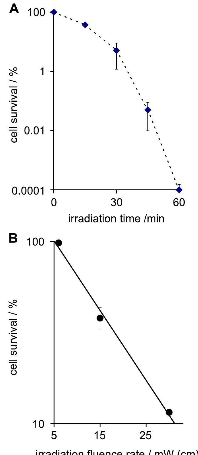 Figure 4 - Red blood cell ghosts and intact red blood cells