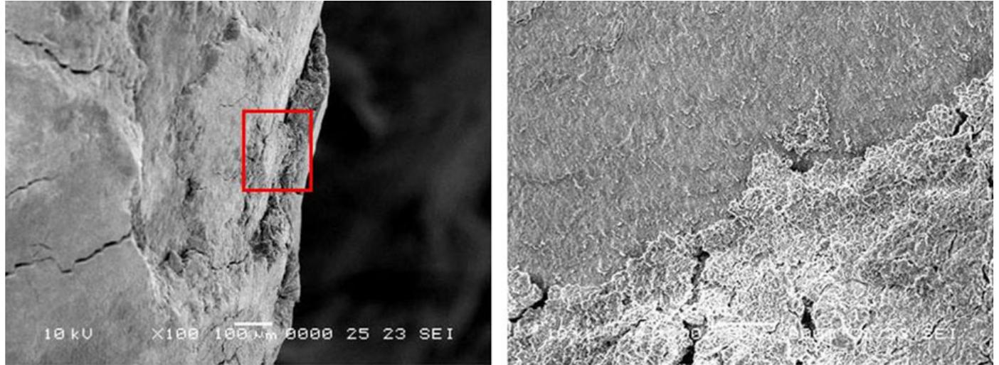 Scanning electron microscope micrographs of samples treated