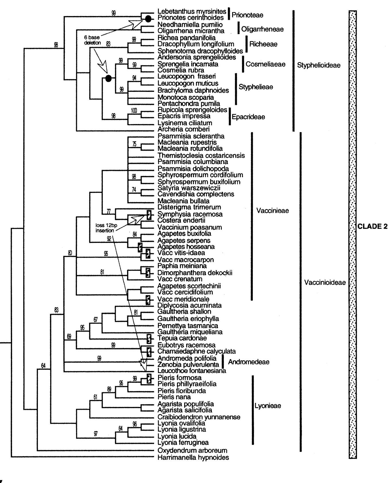 Figure 6 - Phylogenetic classification of Ericaceae:
