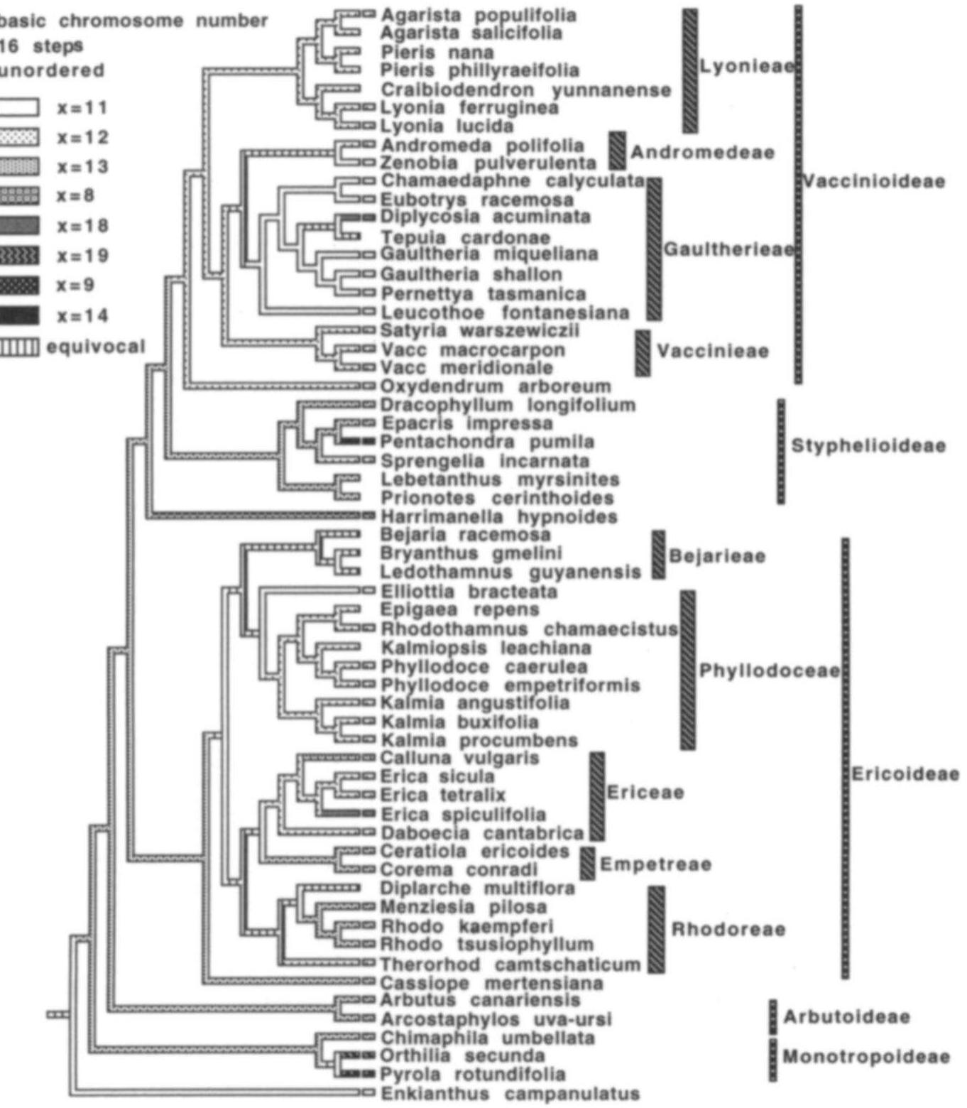 Figure 28 - Phylogenetic classification of Ericaceae: